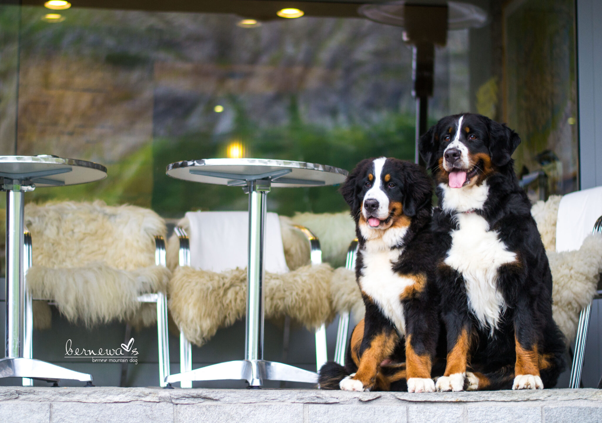 Breeding philosophy – Bernewas